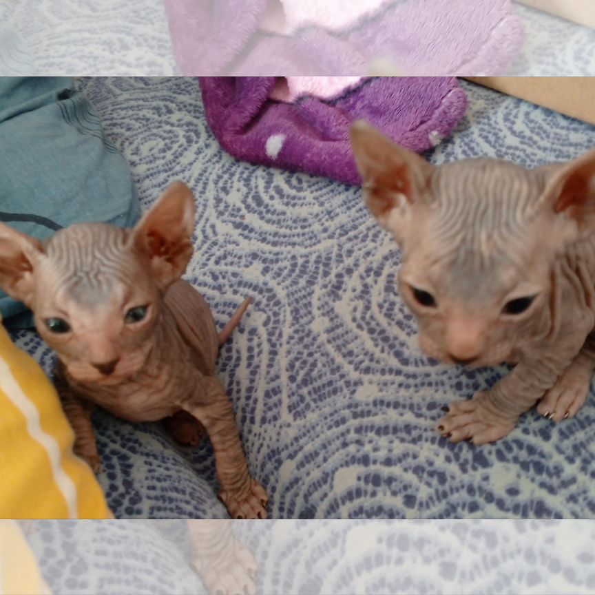 Донской сфинкс котята