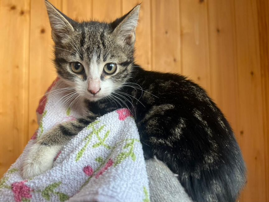 Кошки бесплатно