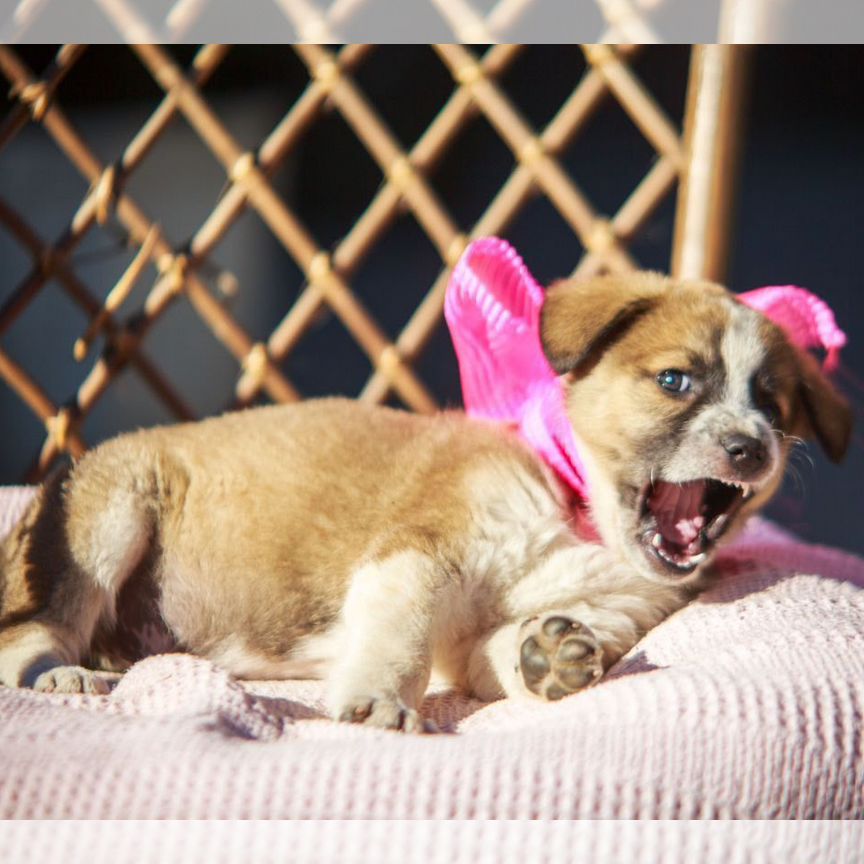 Щенок в добрые руки