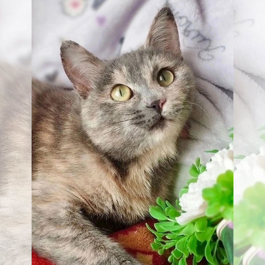 Кошка из приюта
