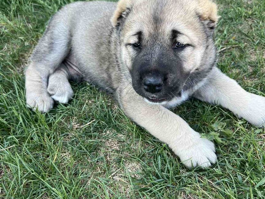 Продам щинков алабая