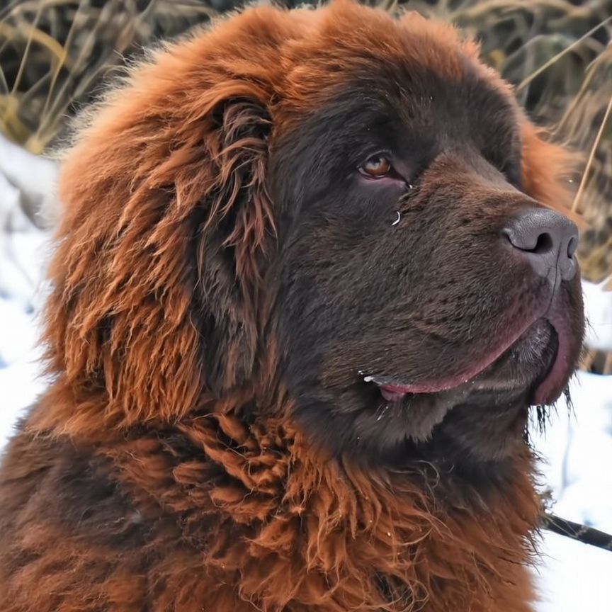 Ньюфаундленд, щенок