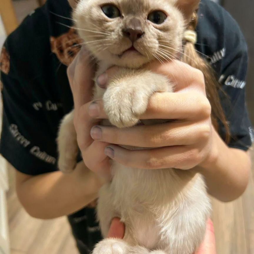 Девочка бурма