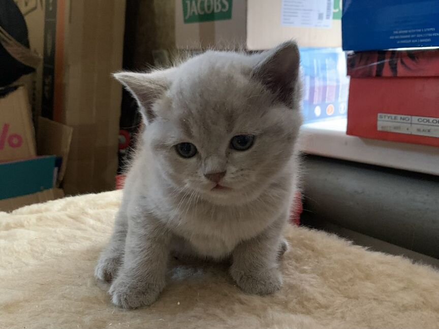 Котенок девочка британка