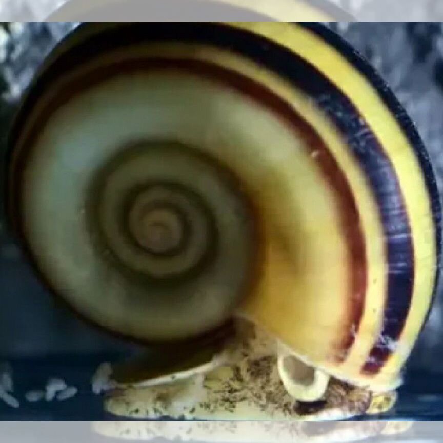 Улитки аквариумные мариза