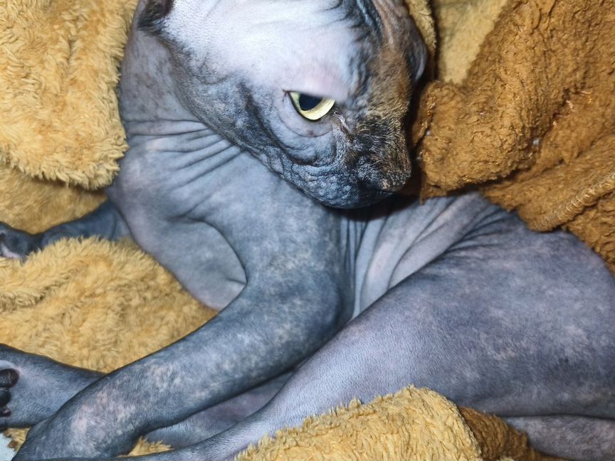 Канадский сфинкс