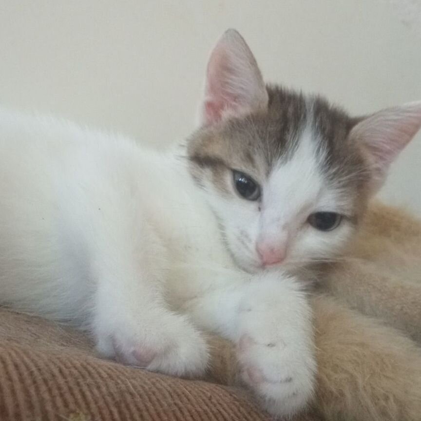 Котики бесплатно в добрые руки