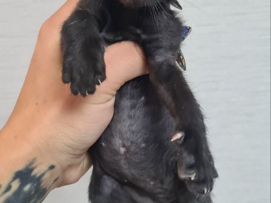 Ориентальные котята