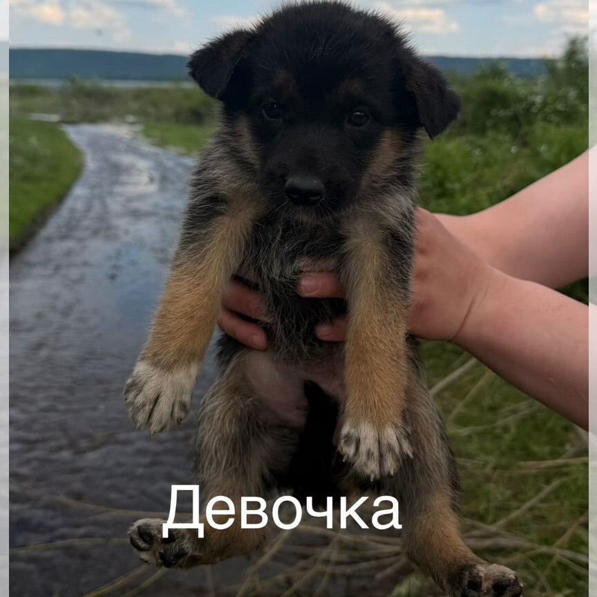Щенок в добрые руки