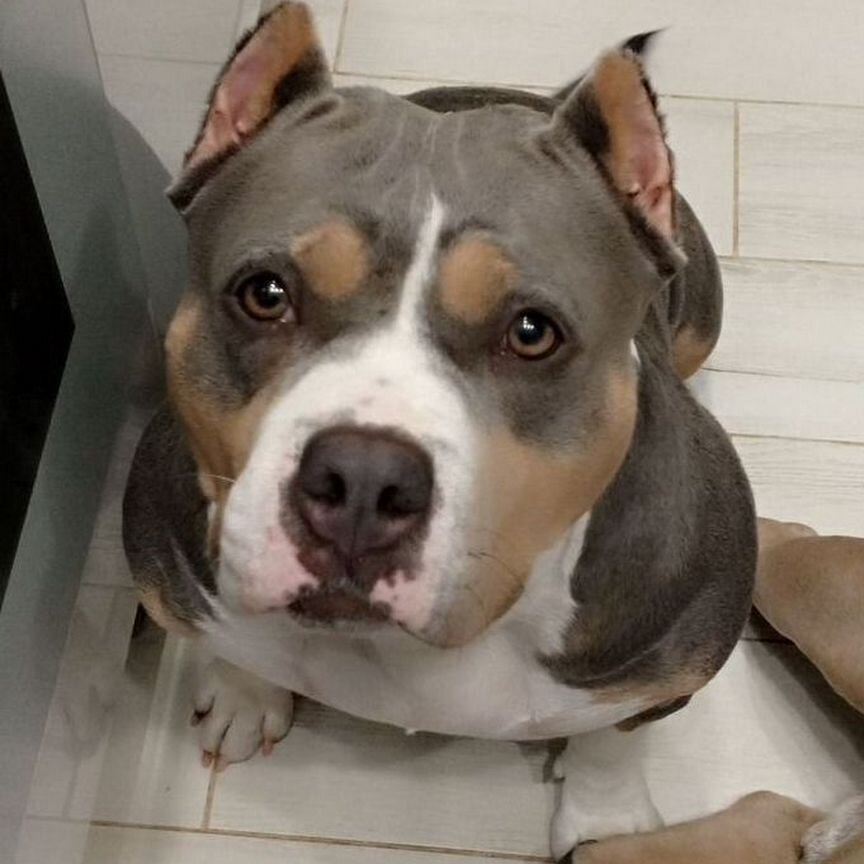 Щенки американского булли