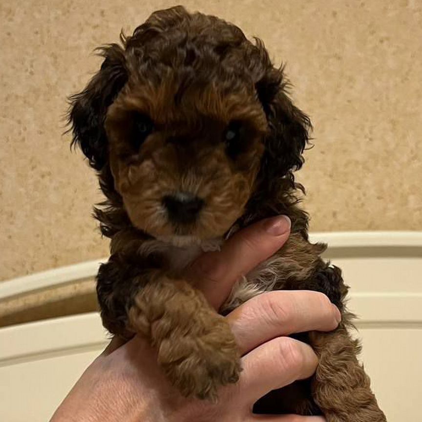 Мальтипу, щенок