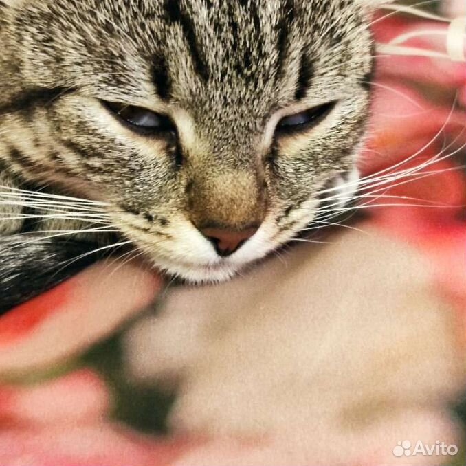 Кошка ждёт кота