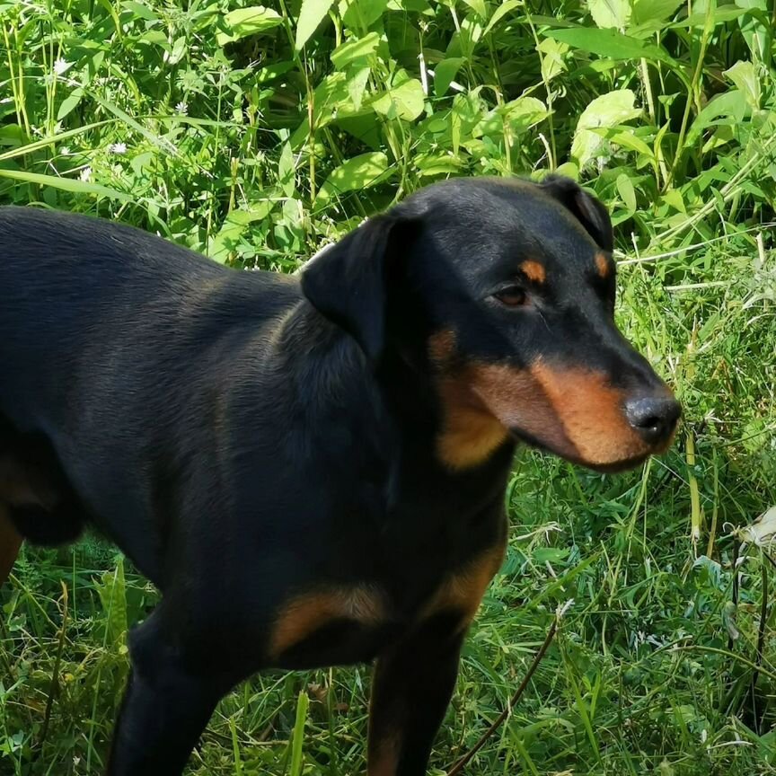 Кобель для вязки ягдтерьер