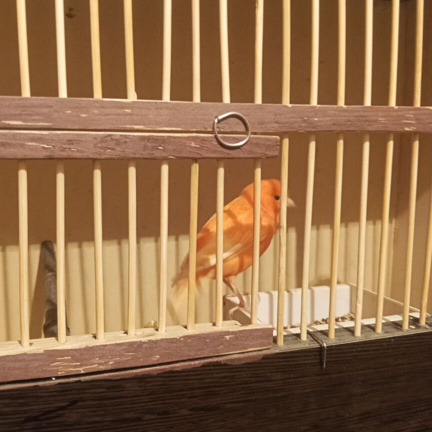 Кенарь лимонный и кенарь красный