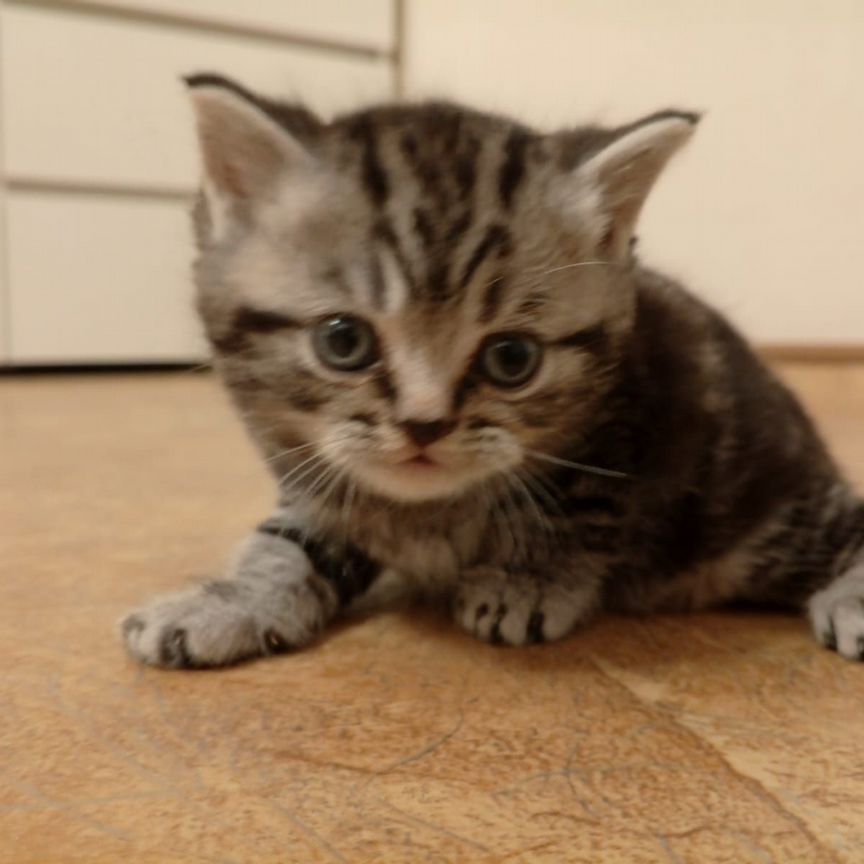 Шотландский вислоухий короткошёрстный котёнок
