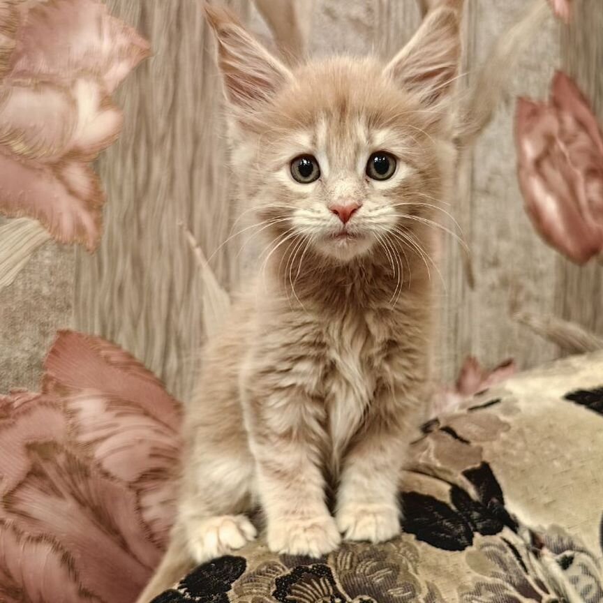 Мейн-кун котёнок