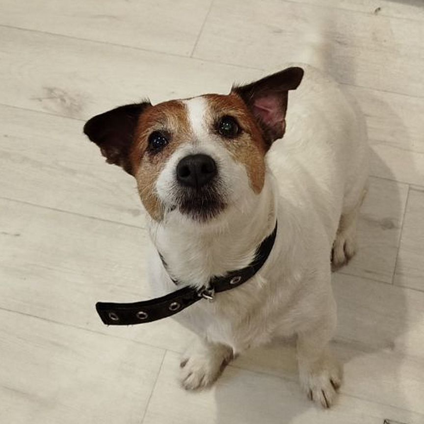 Джек-рассел-терьер, взрослая собака