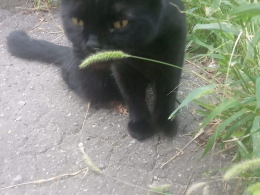 Кошка,метис шотла