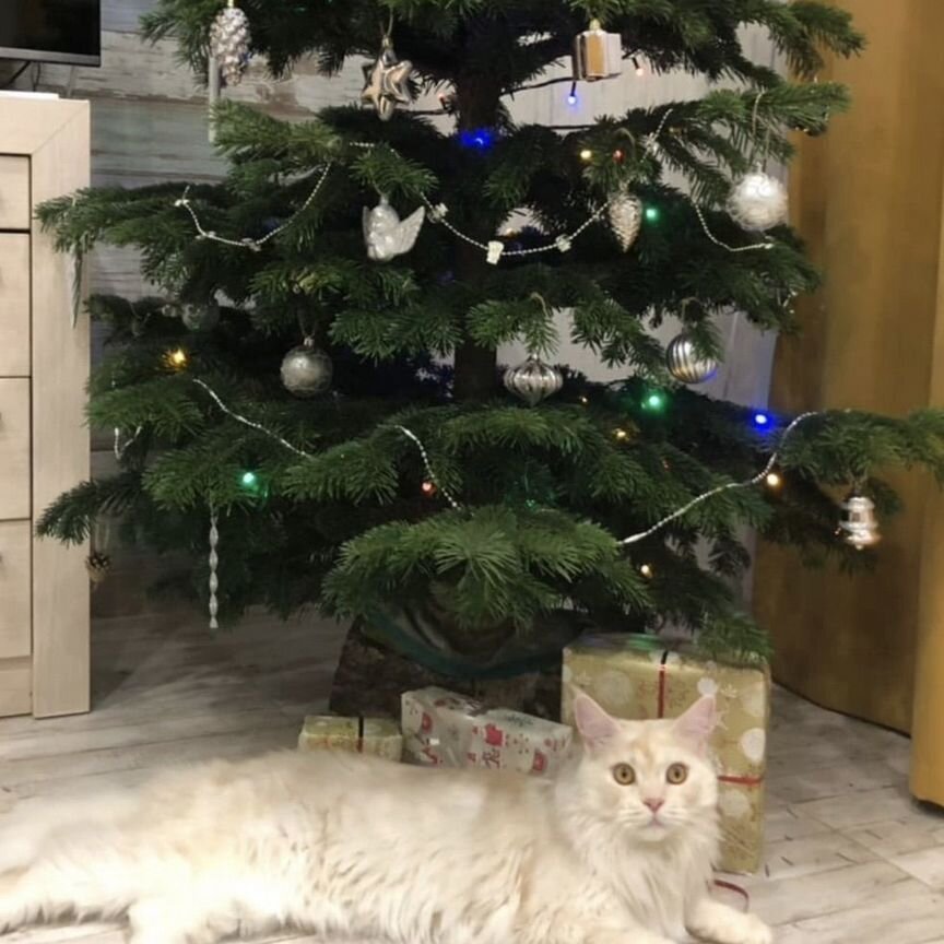 Кошки