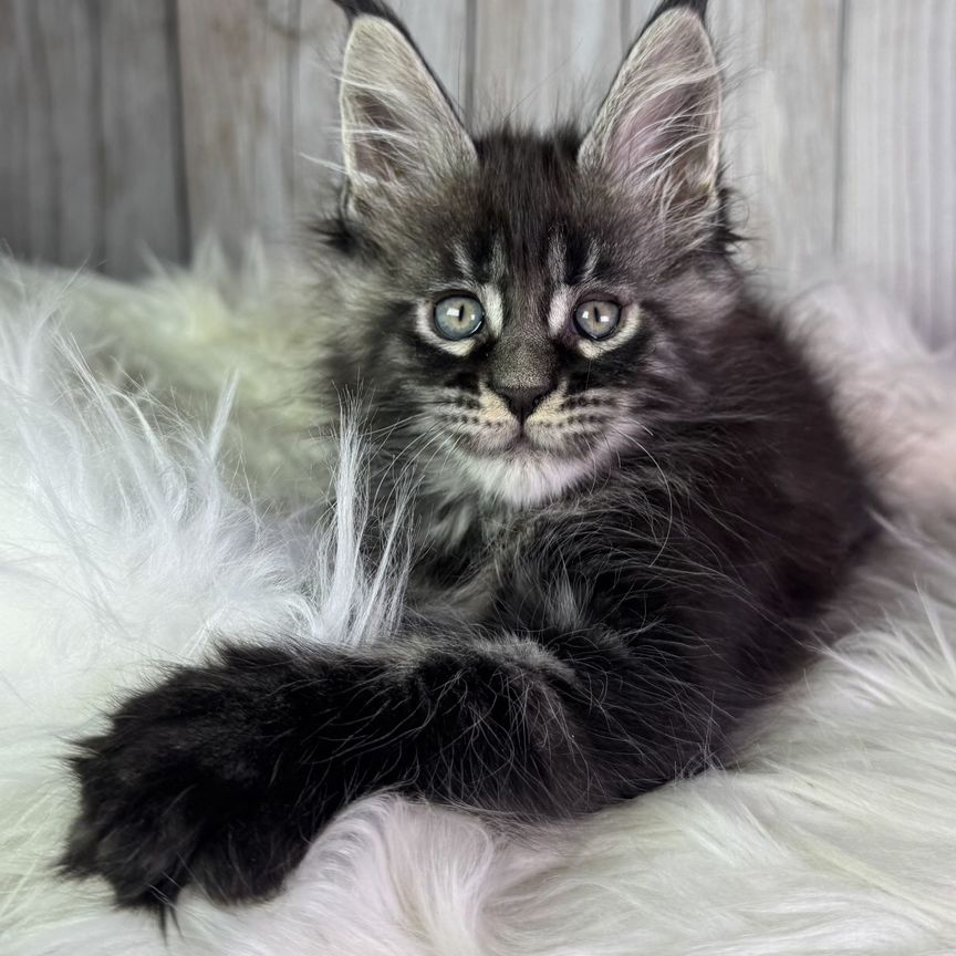 Мейн-кун котёнок