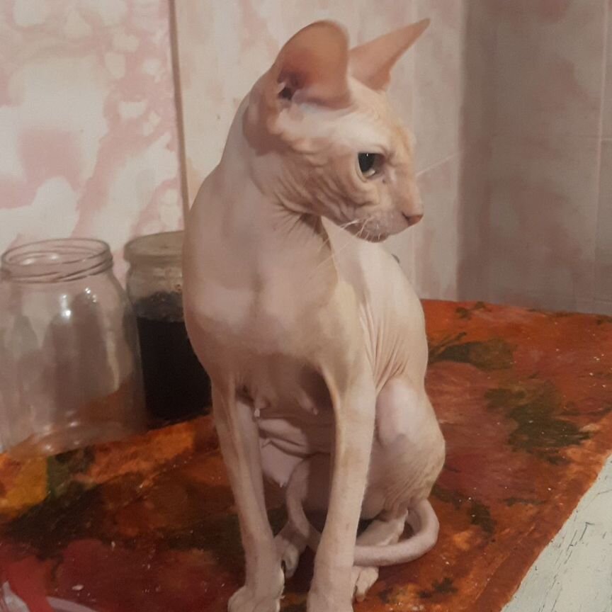 Донской сфинкс, взрослая кошка
