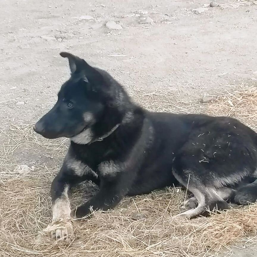 Собака в добрые руки