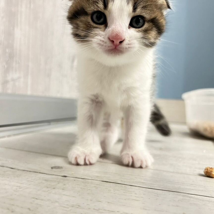 Шотландская