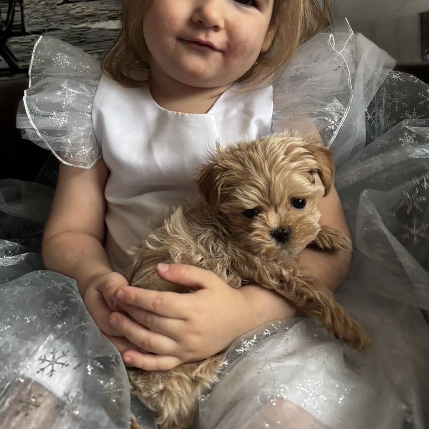 Мальтипу, щенок