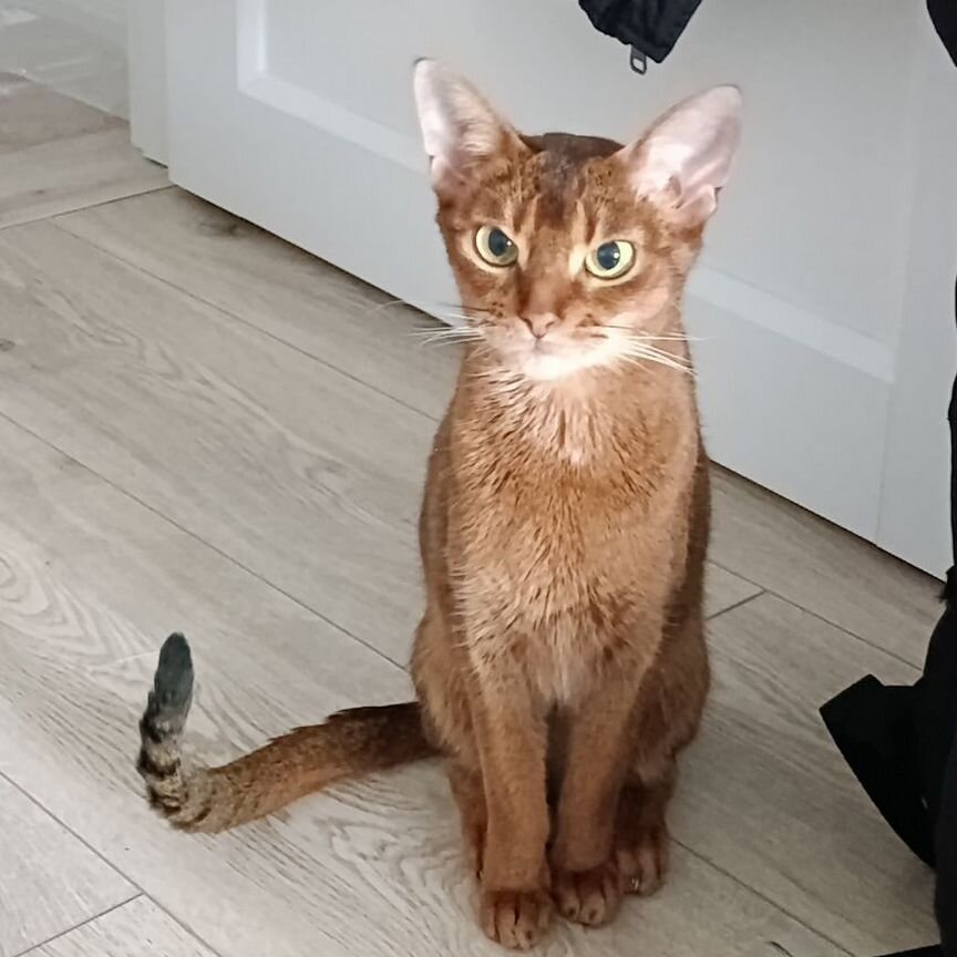 Абиссинская, взрослая кошка