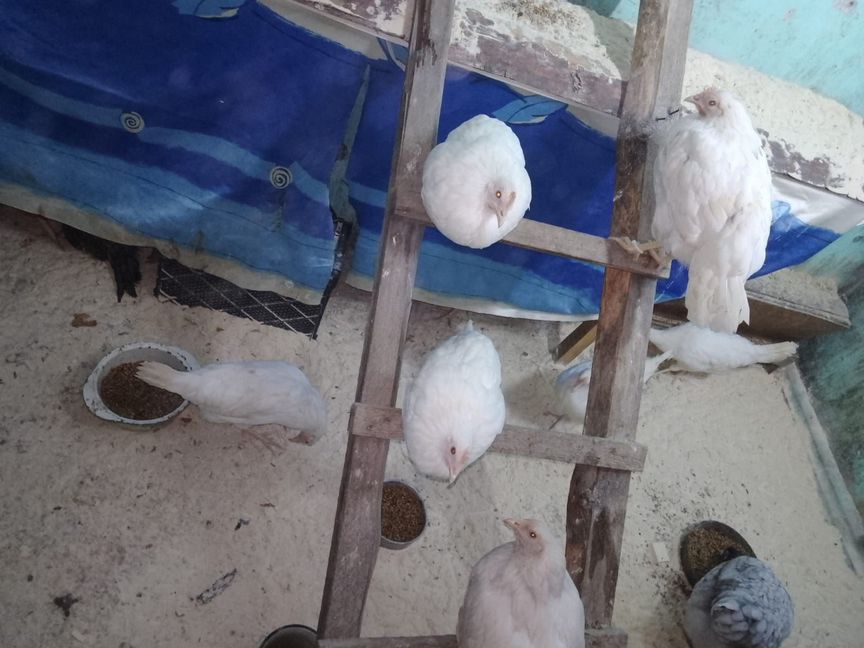 Куры молодки несушки