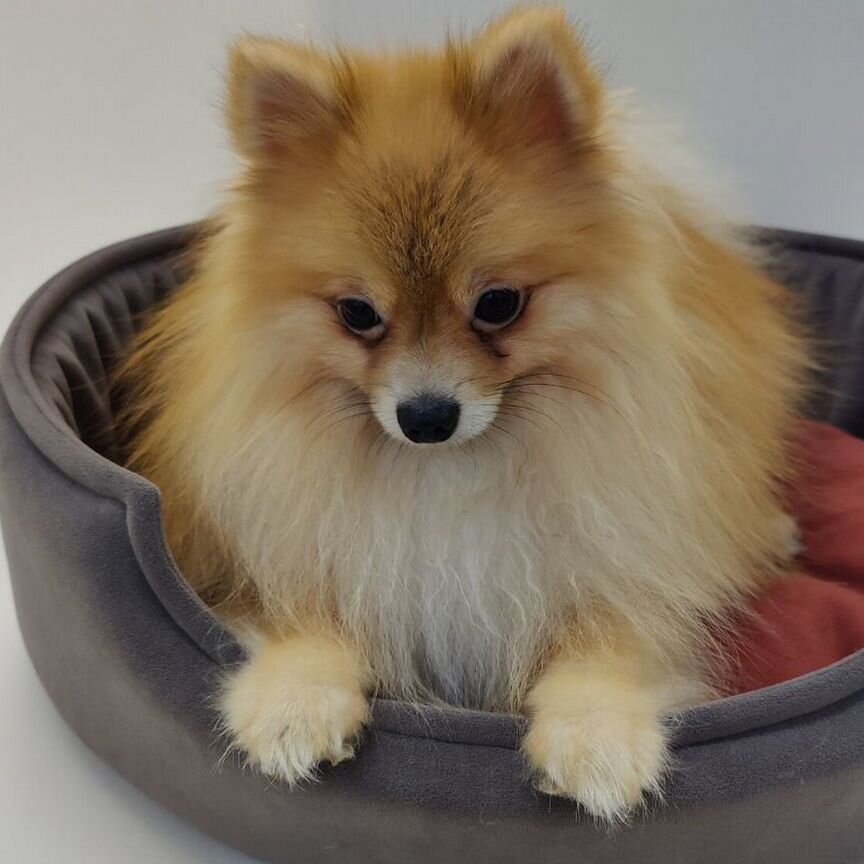 Лежанка для небольших собак и кошек с бортиками (к