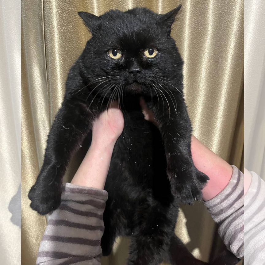 Британский короткошёрстный, взрослый кот