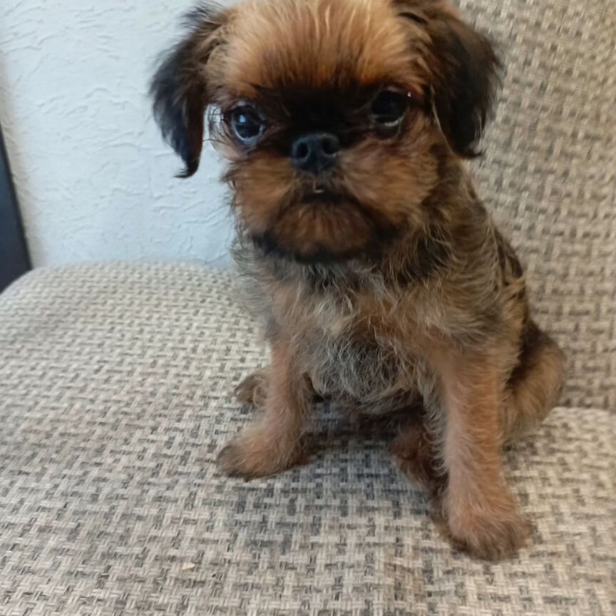 Брюссельский гриффон