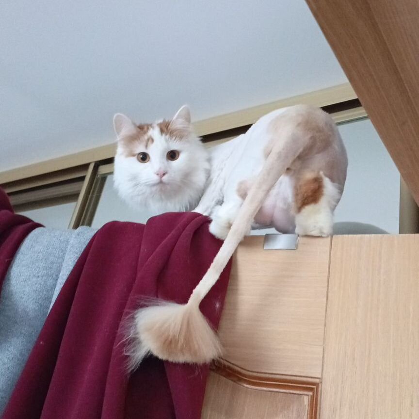 Рыжий пушистый котик