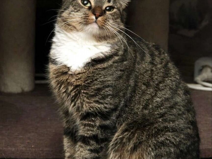 Кошка в дар
