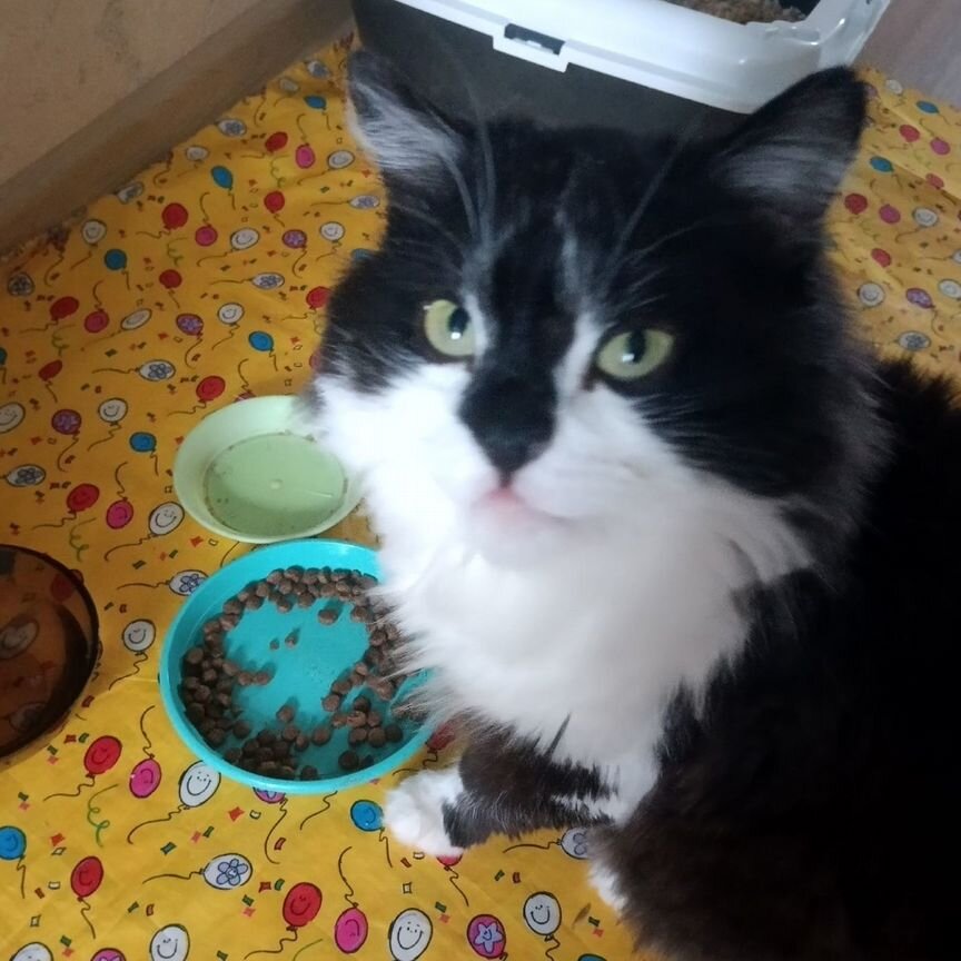 Взрослый кот в добрые руки