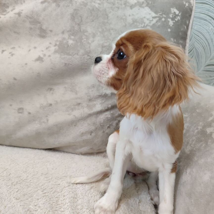 Кавалер кинг чарльз спаниель мини