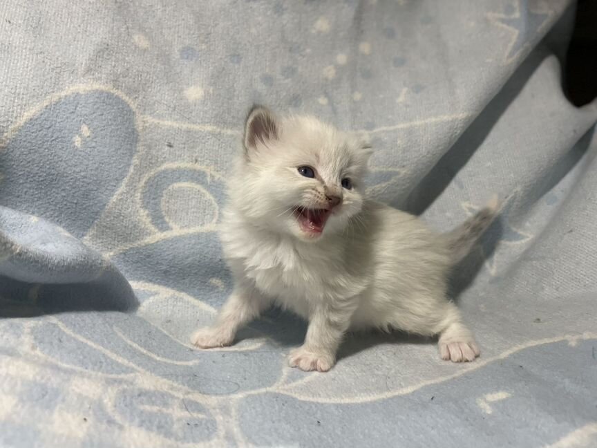 Невская маскарадная из питомника