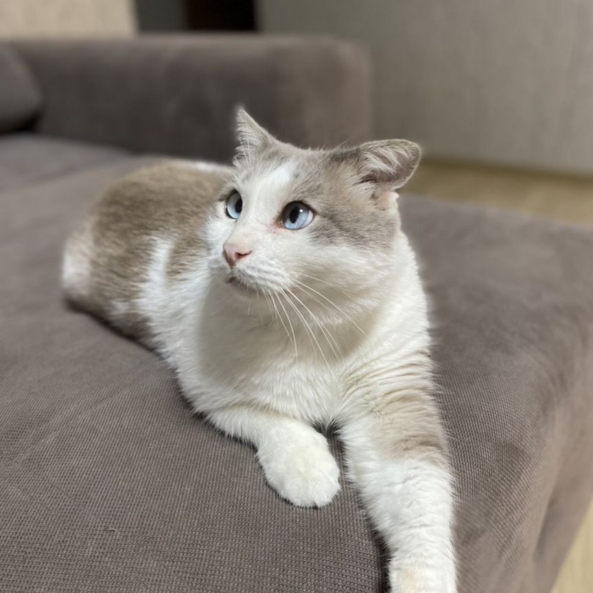 Кот очень ласковый в добрые руки