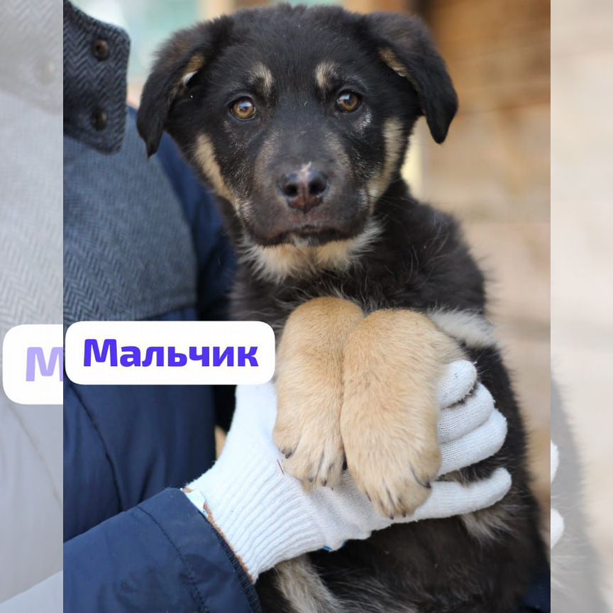 Щенок
