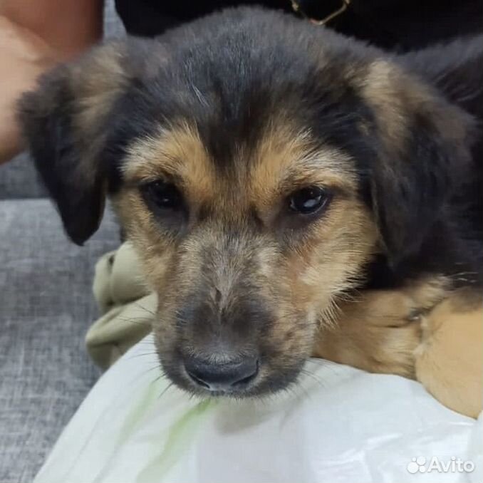 Щенок девочка. Передержите хоть несколько дней