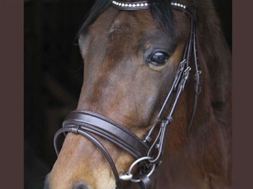 Уздечка для лошади