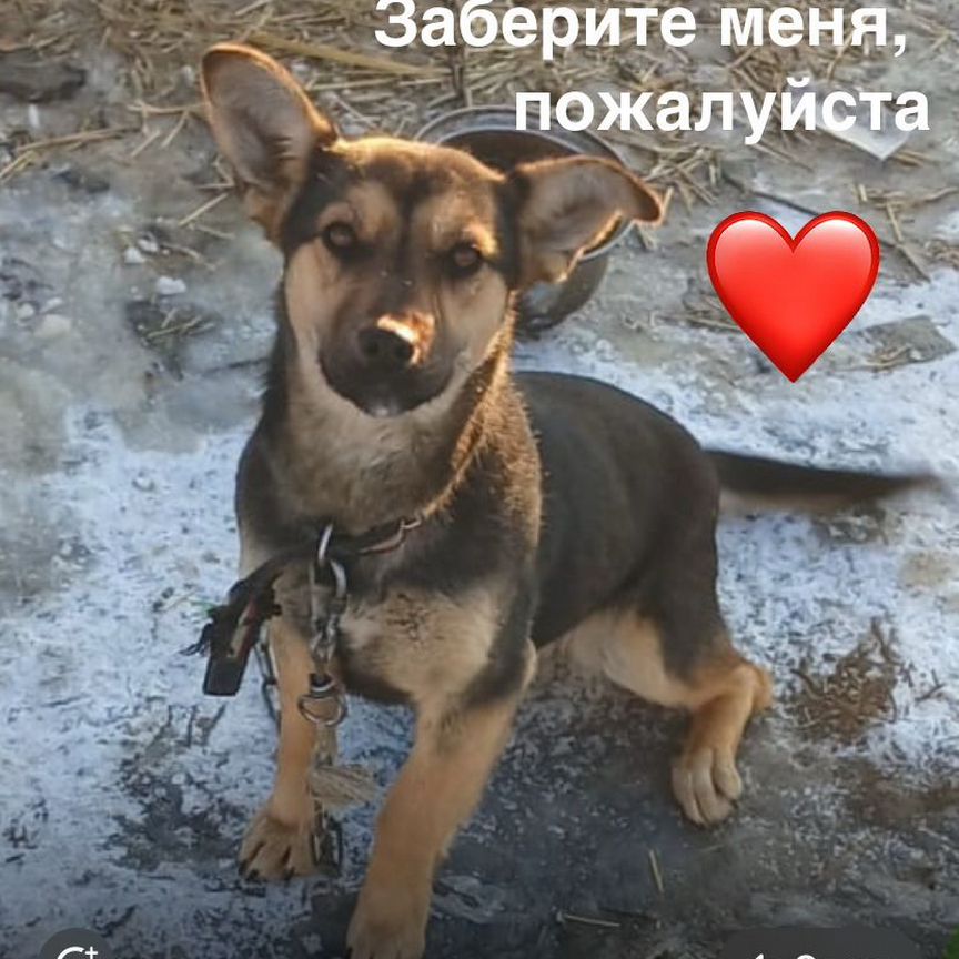 Маленькая собака на цепи