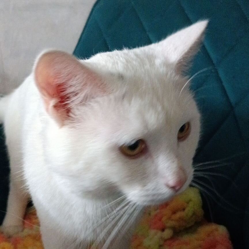 Кошки в добрые руки