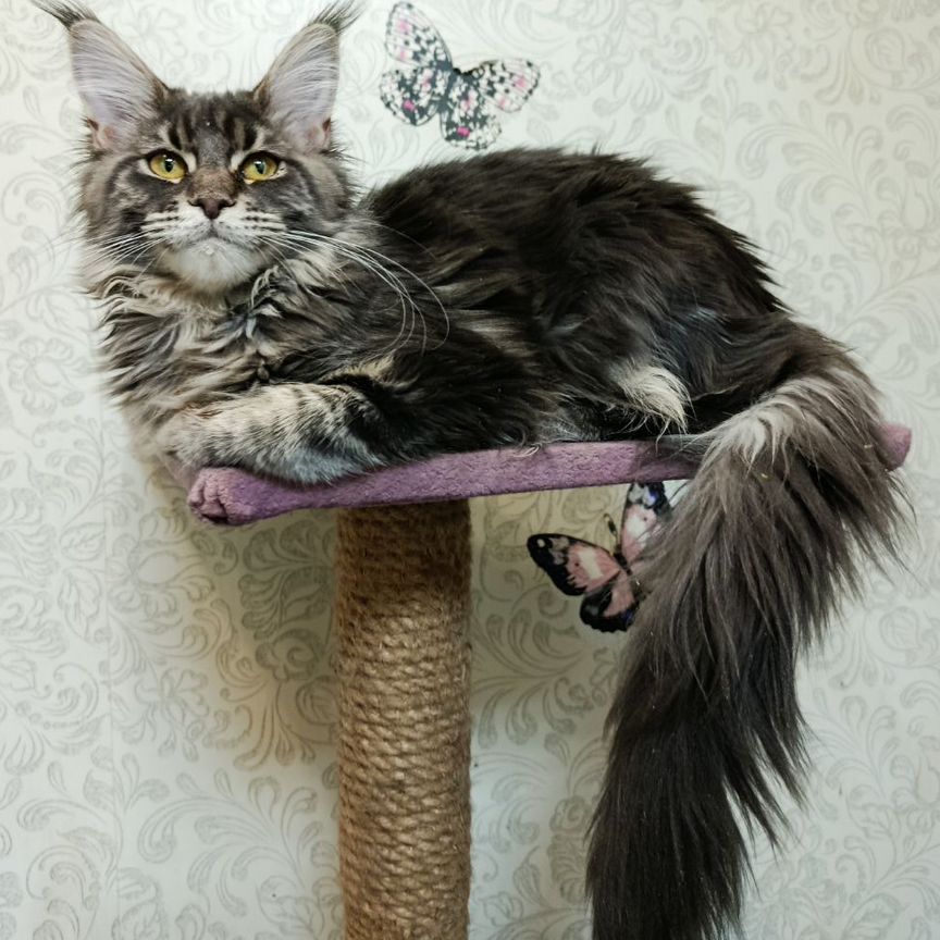 Мейн-кун котёнок