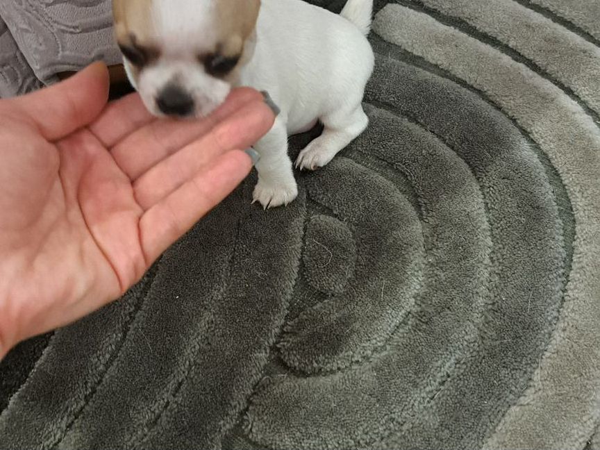 Щенки чихуахуа мини гладкошерстные