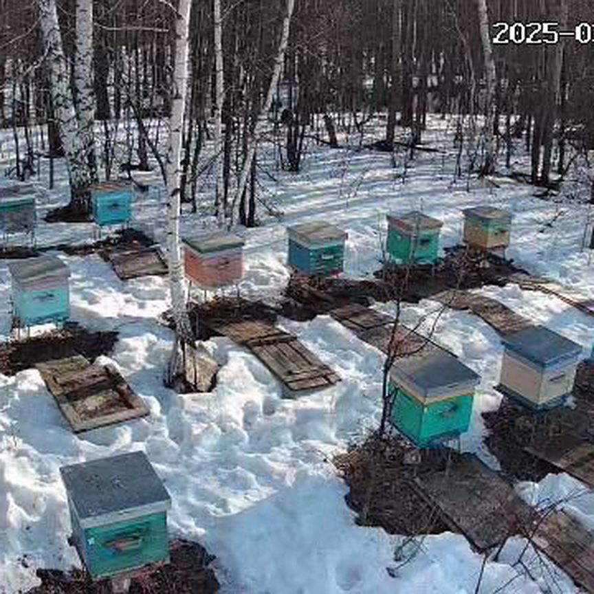 Ульи дадан бу