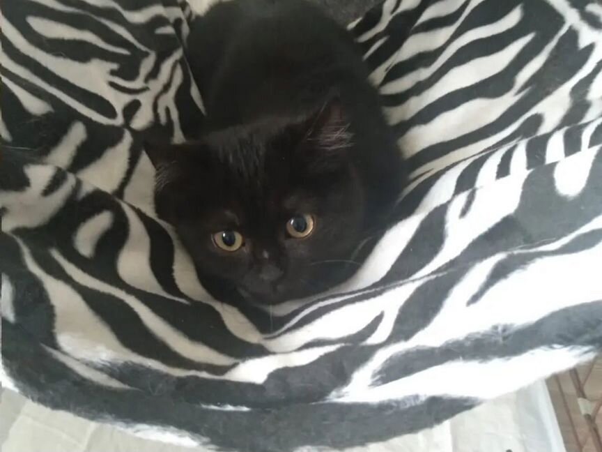 Котенок 4 месяца