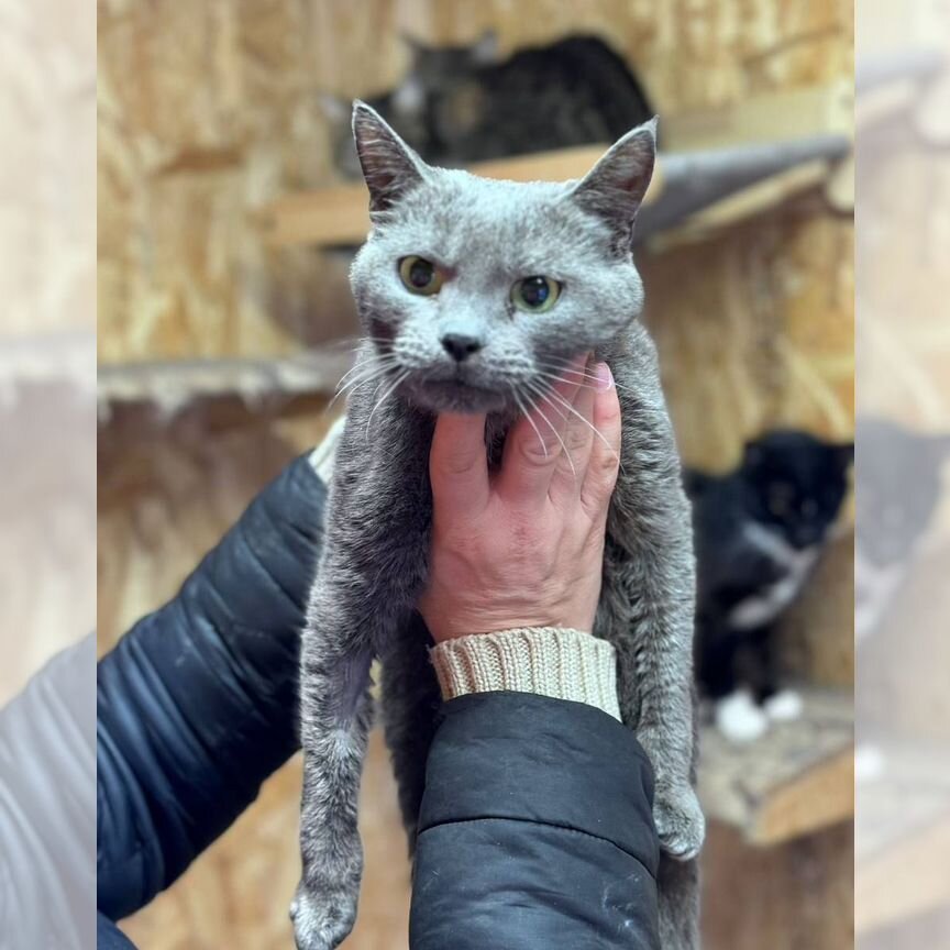 Котик ищет дом