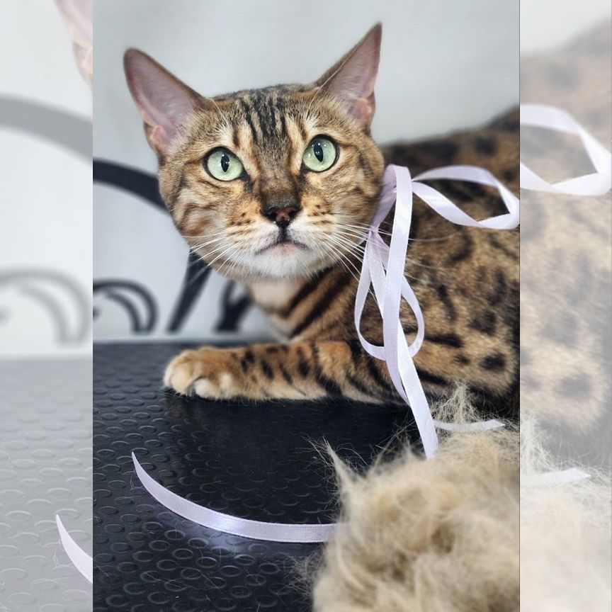 Бенгальская, взрослая кошка